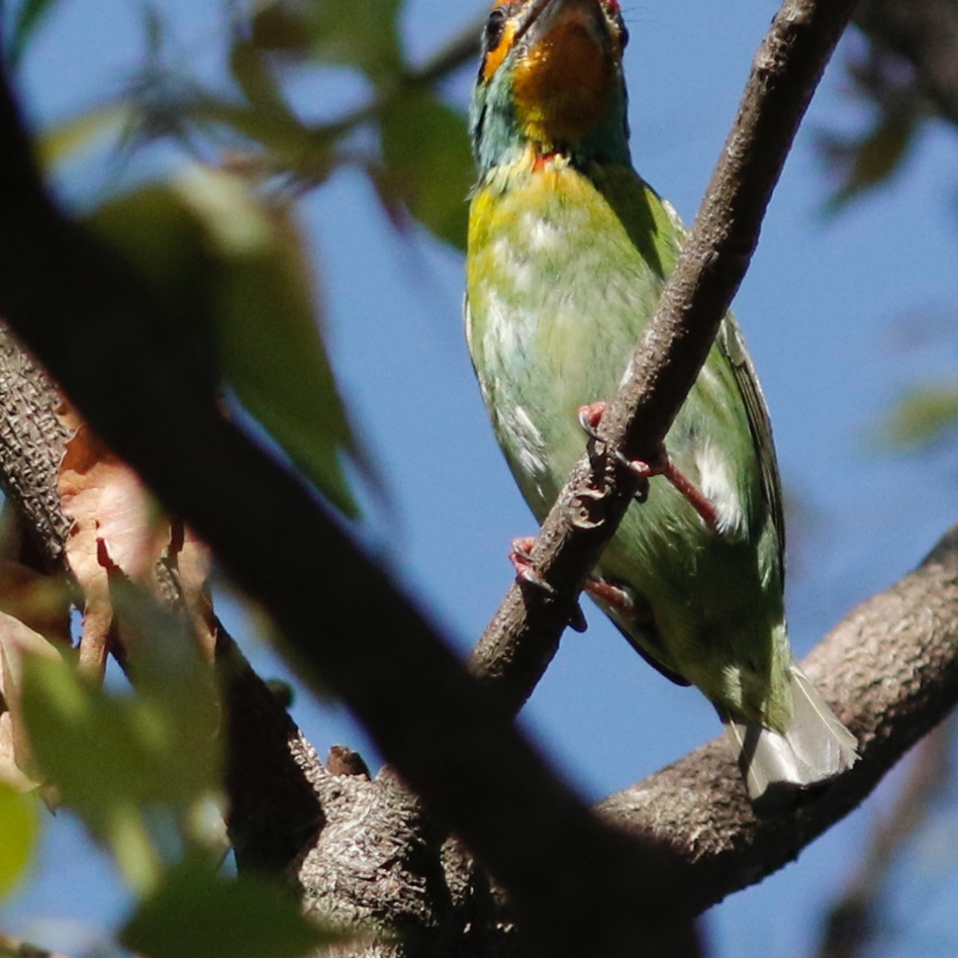 BARBETS CAPITONIDAE | Birds.lk