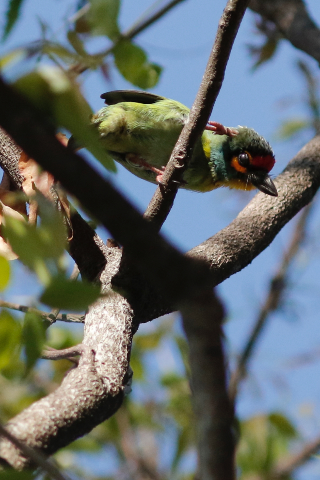 BARBETS CAPITONIDAE | Birds.lk